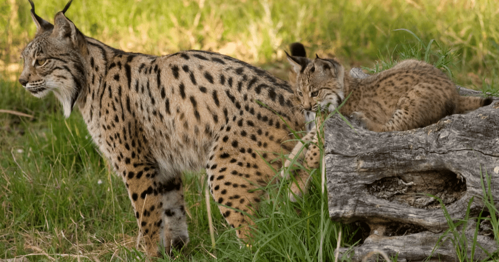 El lince ibérico ya no es una especie en peligro de extinción - El ...
