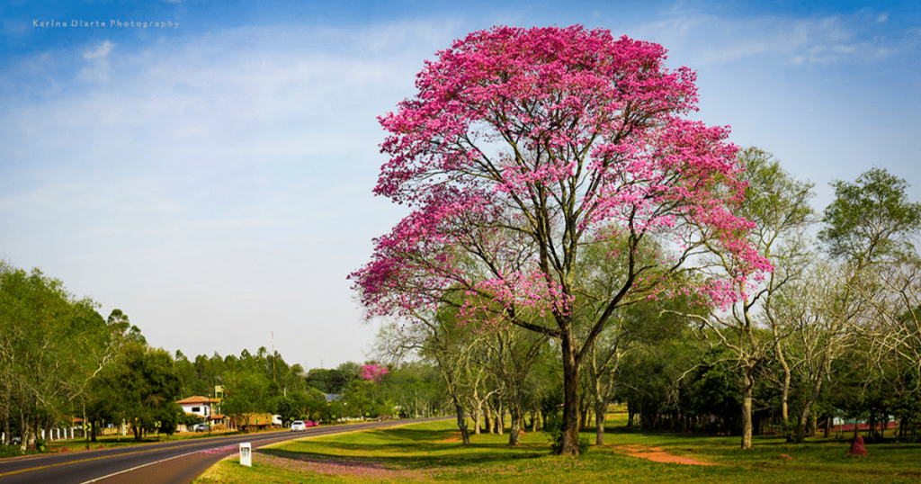 ¿Cómo cultivar exitosamente un árbol de lapacho? - El Paraguayo ...